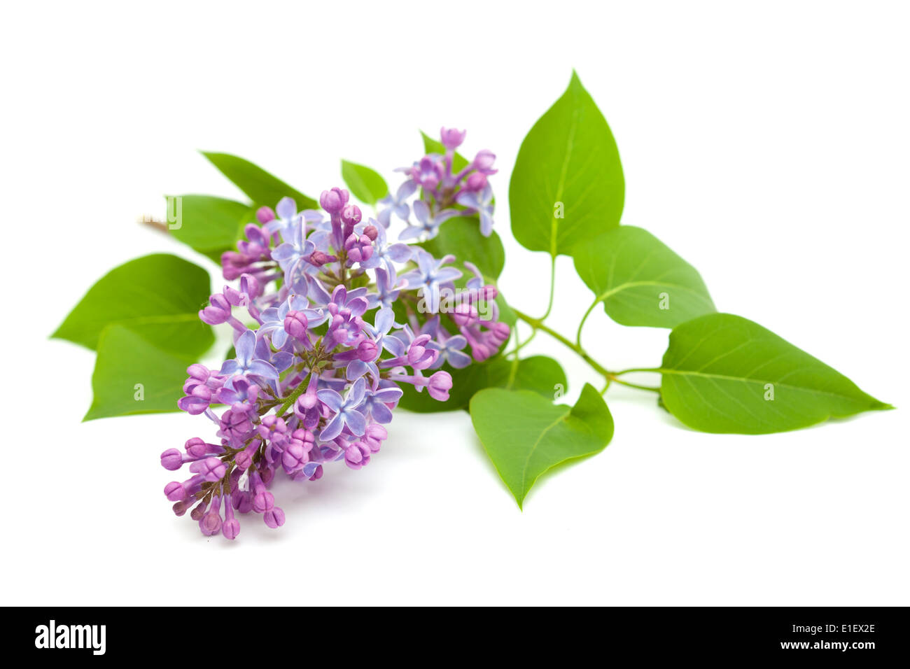 common lilac branch isolated on white Stock Photo - Alamy