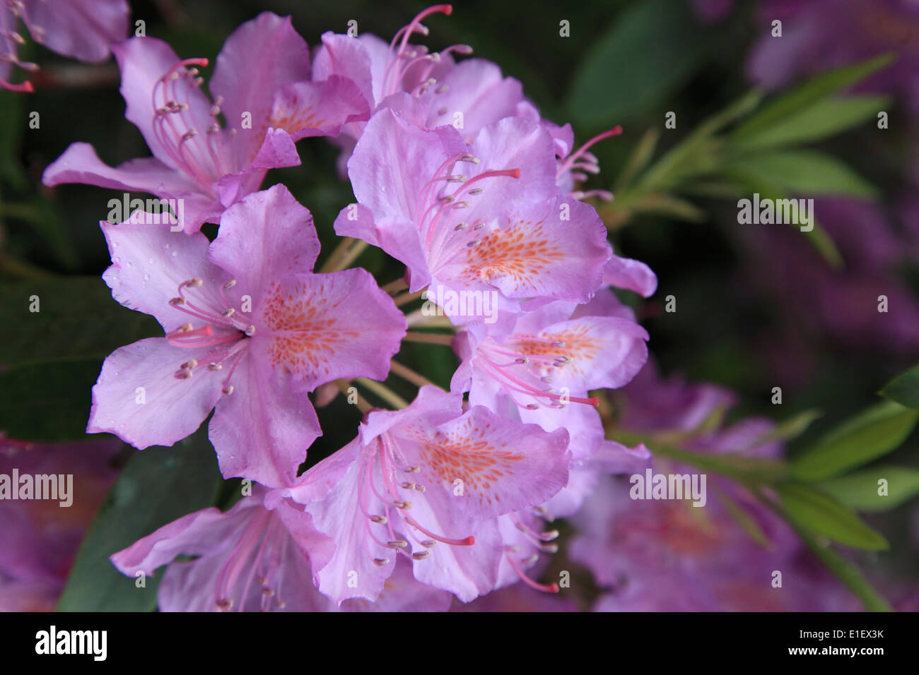 UK, Wales, Cardiff, Bute Park, flowers Stock Photo - Alamy