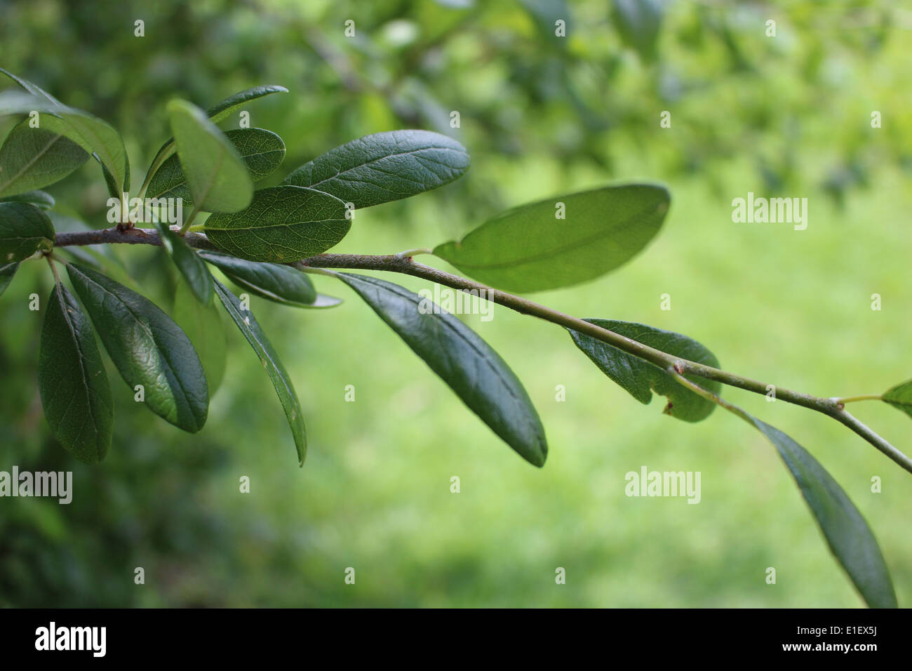 Veins of tree hi-res stock photography and images - Alamy