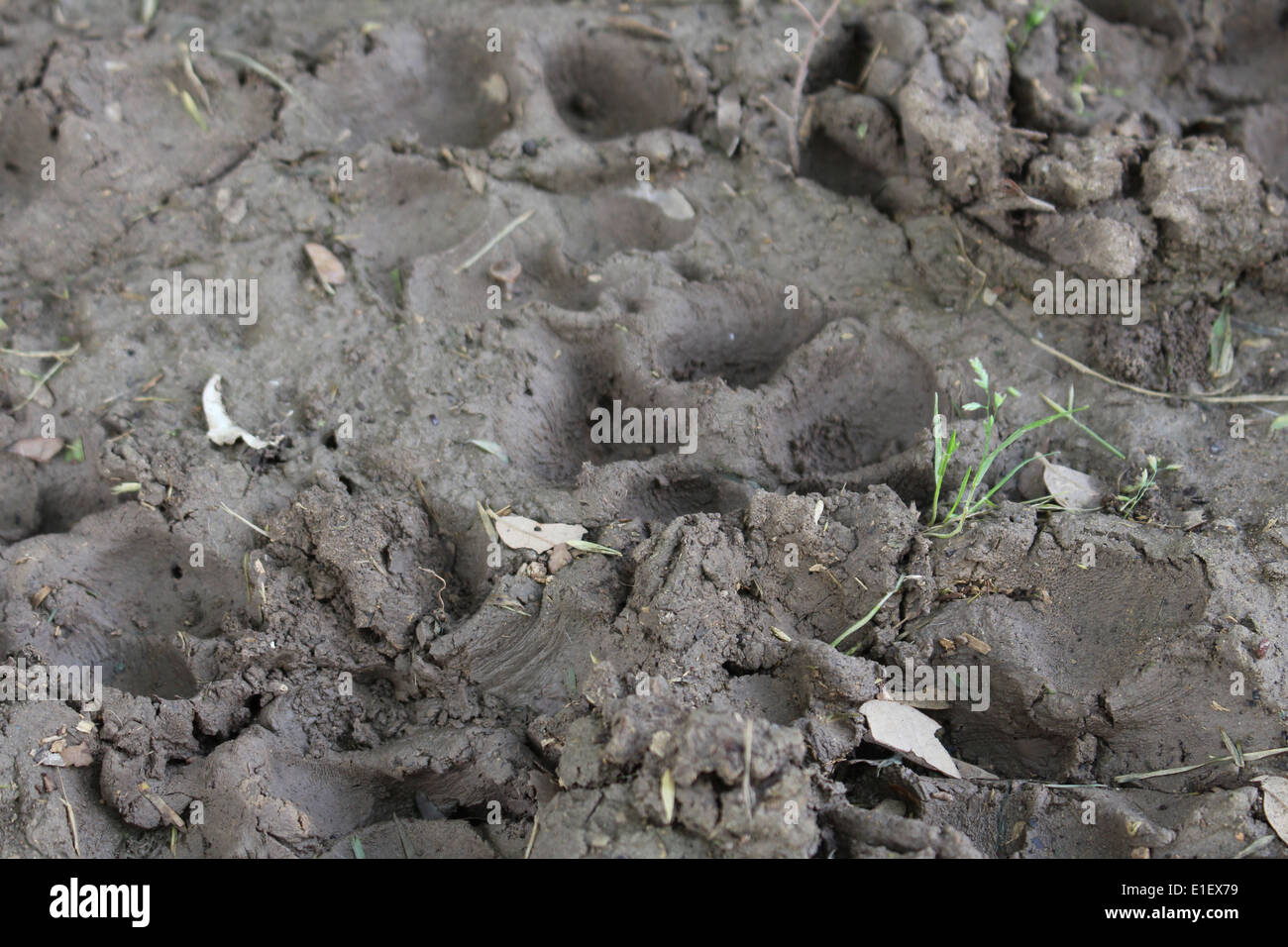 Mud prints hi-res stock photography and images - Alamy
