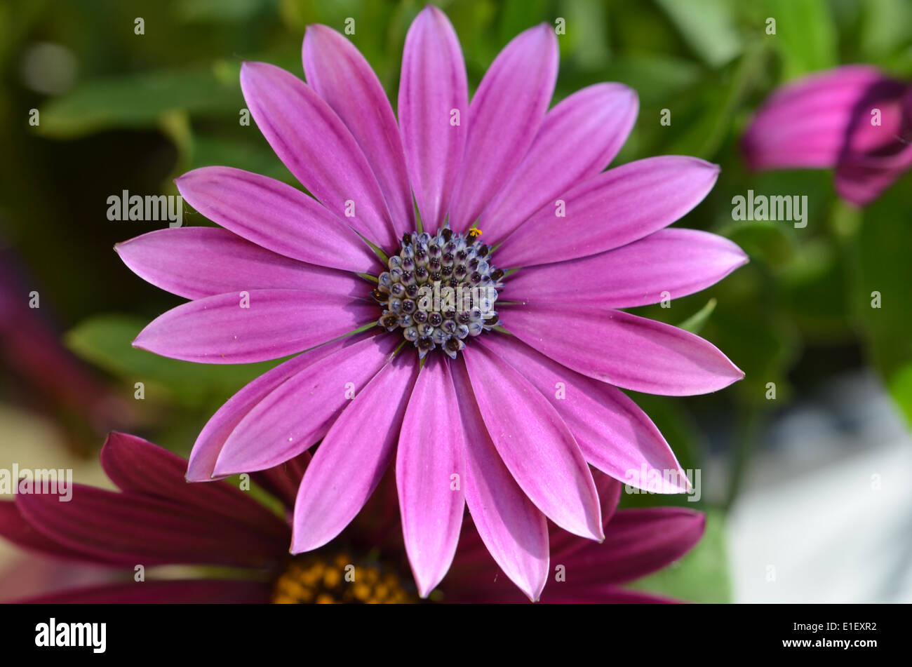 Purple sun flower Stock Photo - Alamy