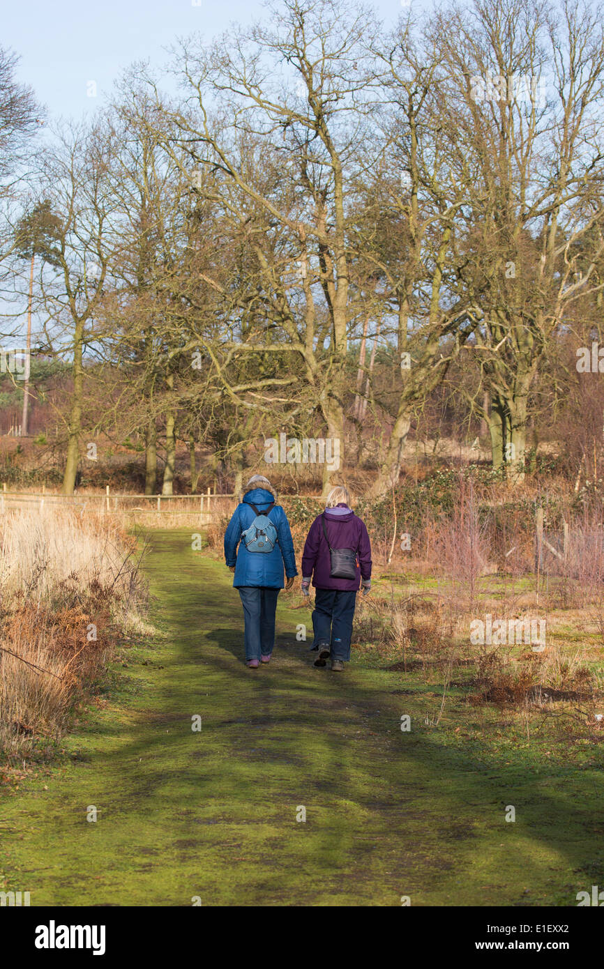 Hikers on a woodland path, England, UK Stock Photo - Alamy