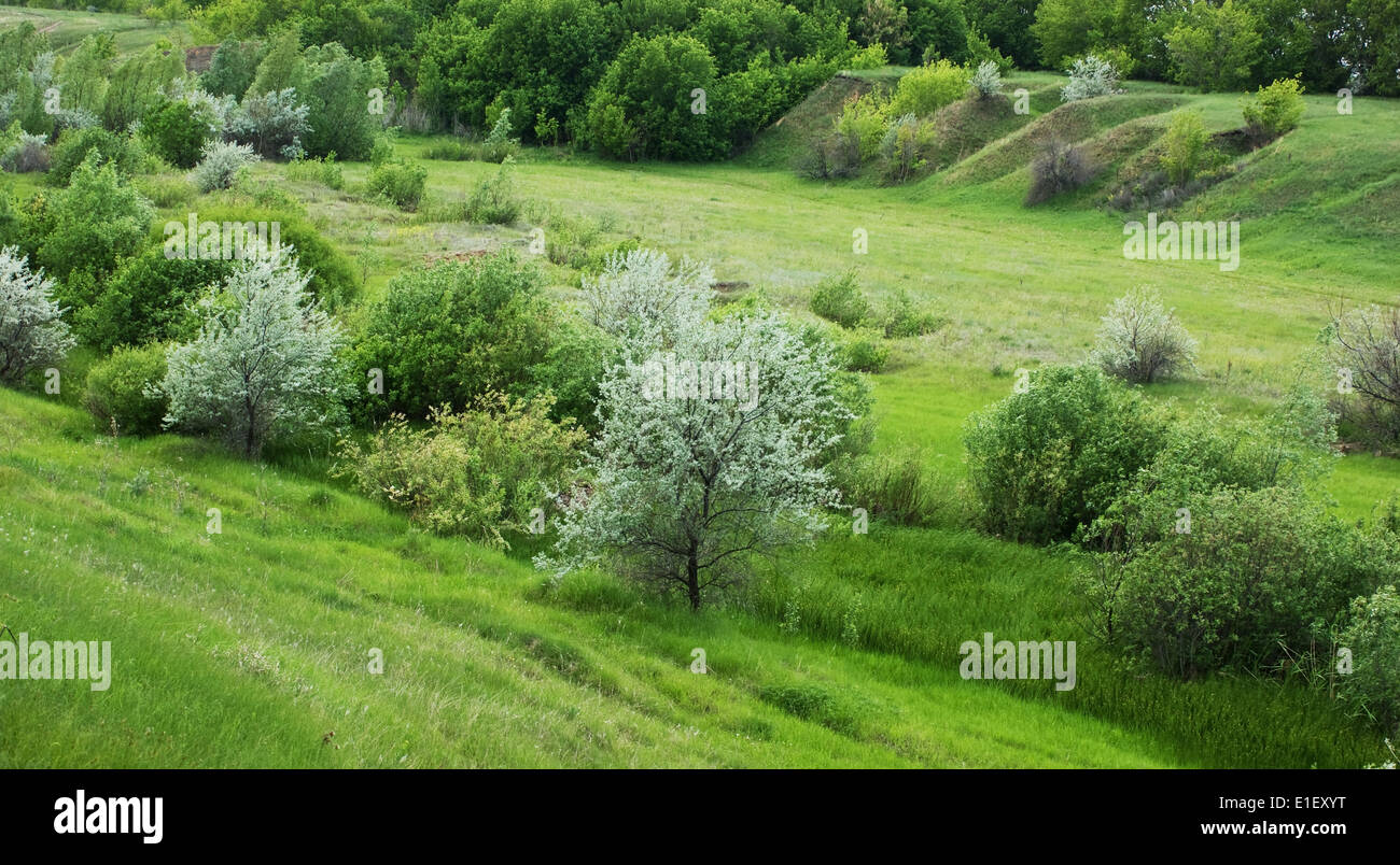 summer landscape ravine and forest Stock Photo - Alamy