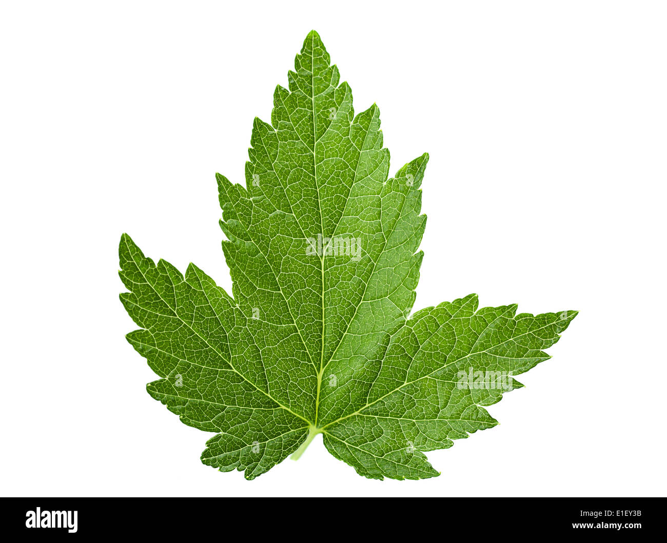 Currant leaf isolated on white background Stock Photo - Alamy