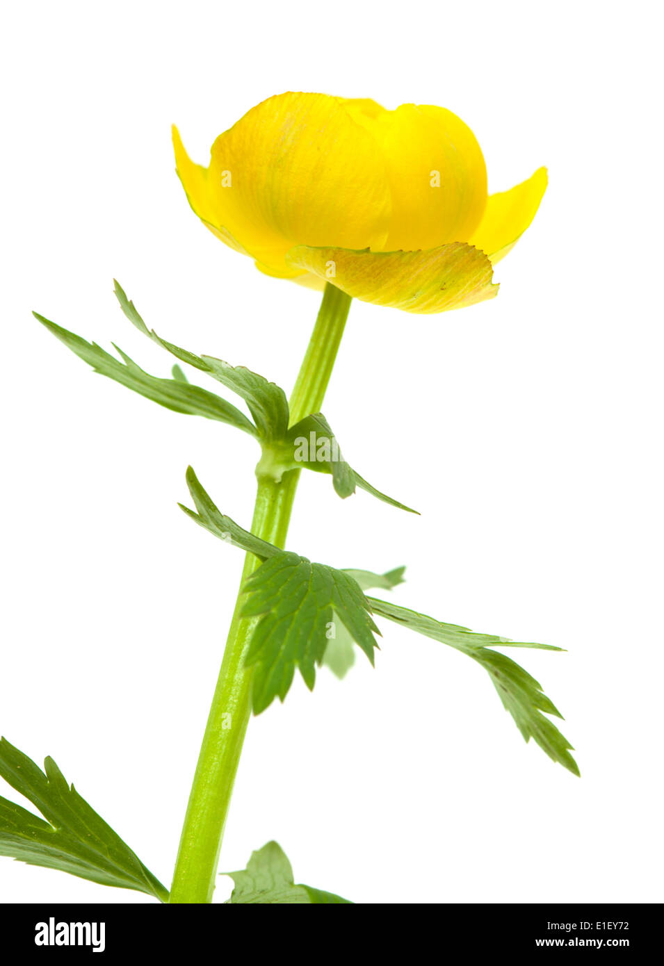 trollius europaeus isolated Stock Photo - Alamy