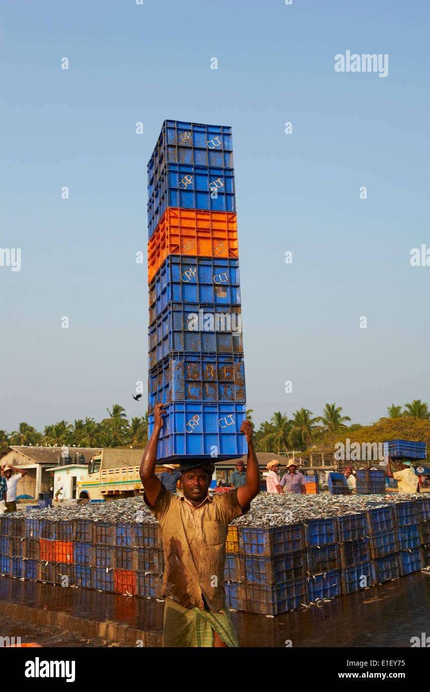 India, Kerala state, Calicut or kozhikode, fishing harbour Stock Photo ...