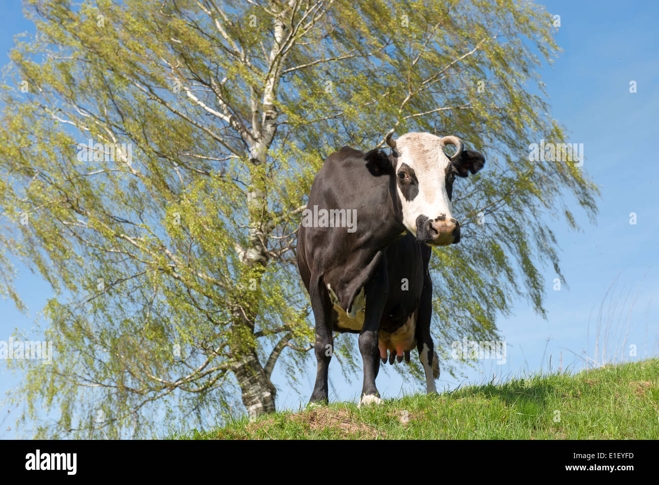 Black cow with a white head is grazed on a spring meadow Stock Photo ...