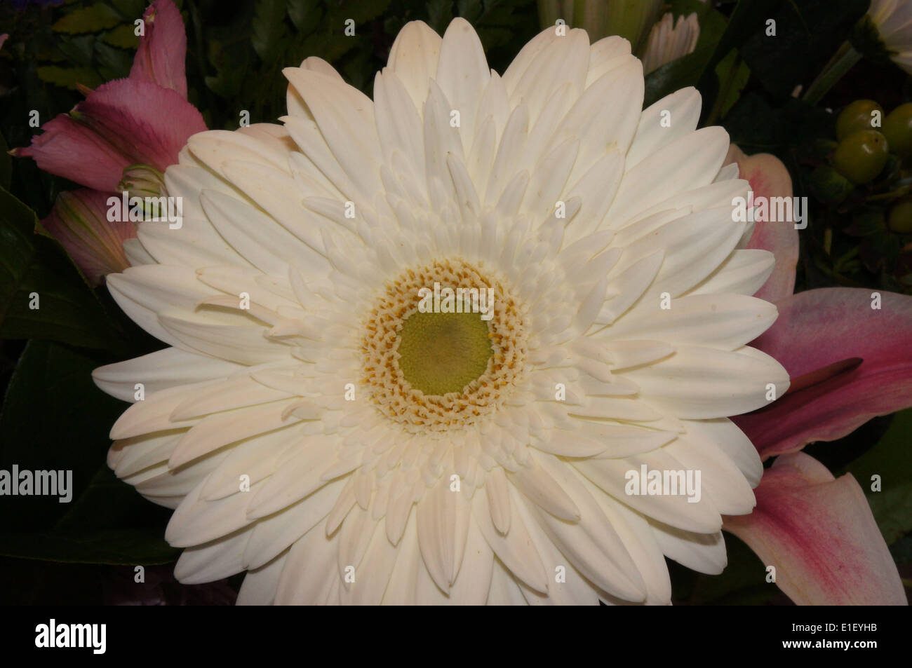 double white daisy Stock Photo - Alamy