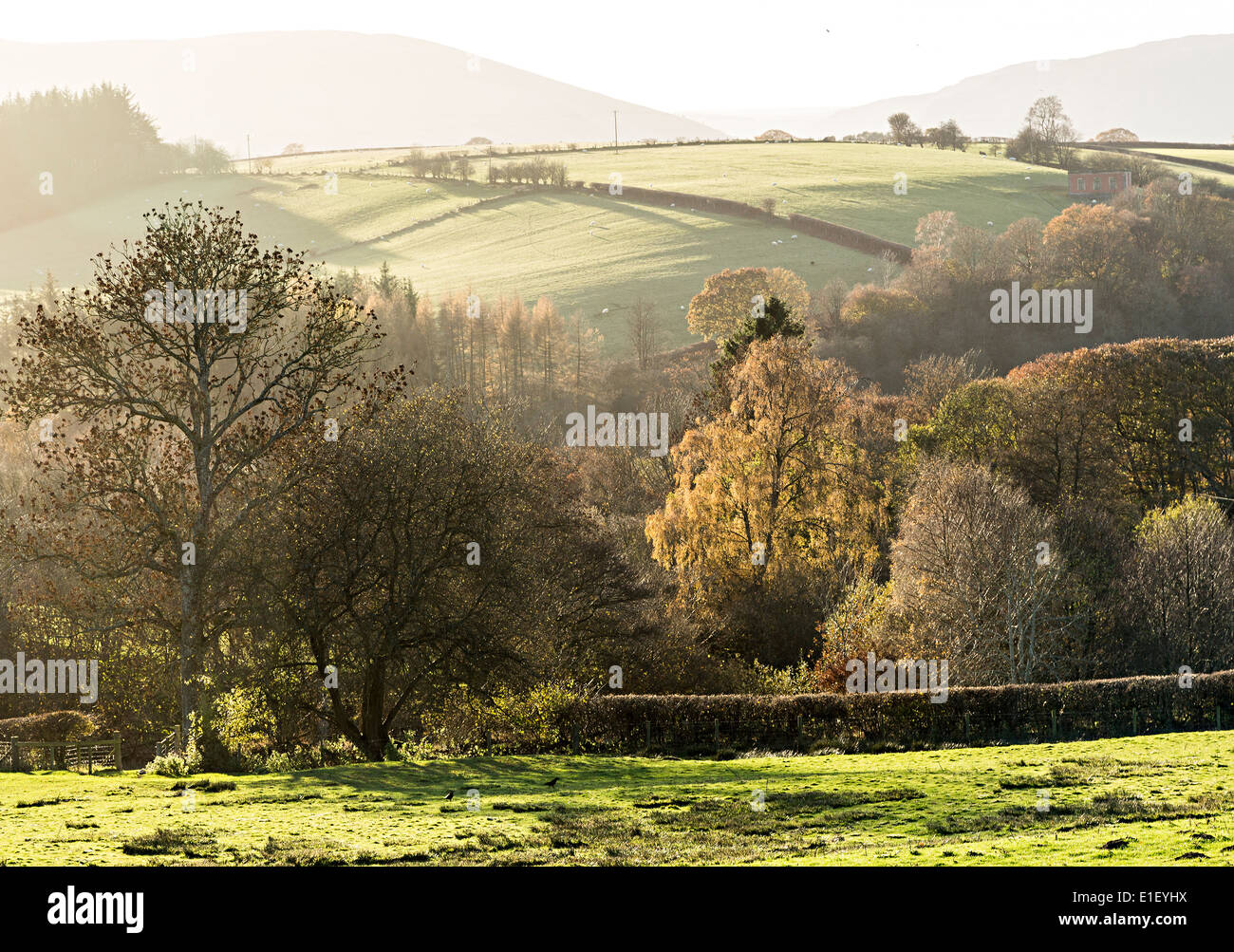 Trees and fields in low afternoon winter sunshine near Builth Wells ...