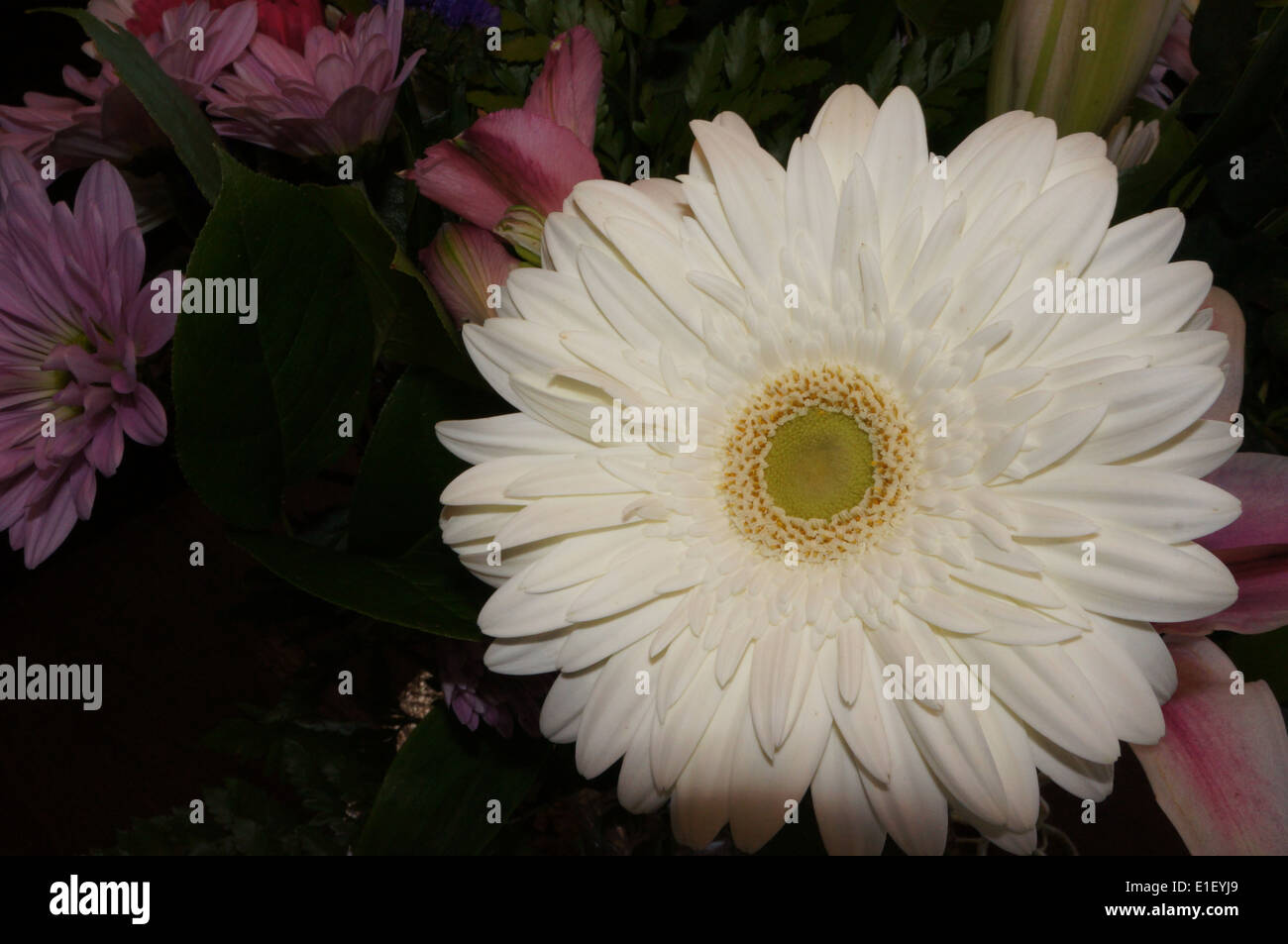 Double daisy hi-res stock photography and images - Alamy