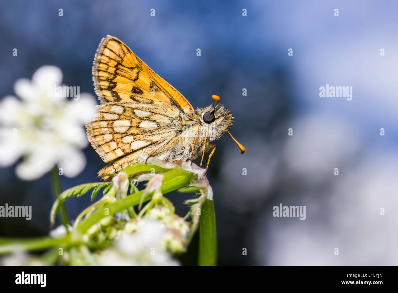 The Scarce Fritillary, Euphydryas maturna Stock Photo - Alamy