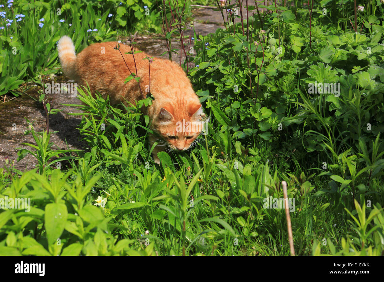 Ginger cat hunting in garden Stock Photo - Alamy