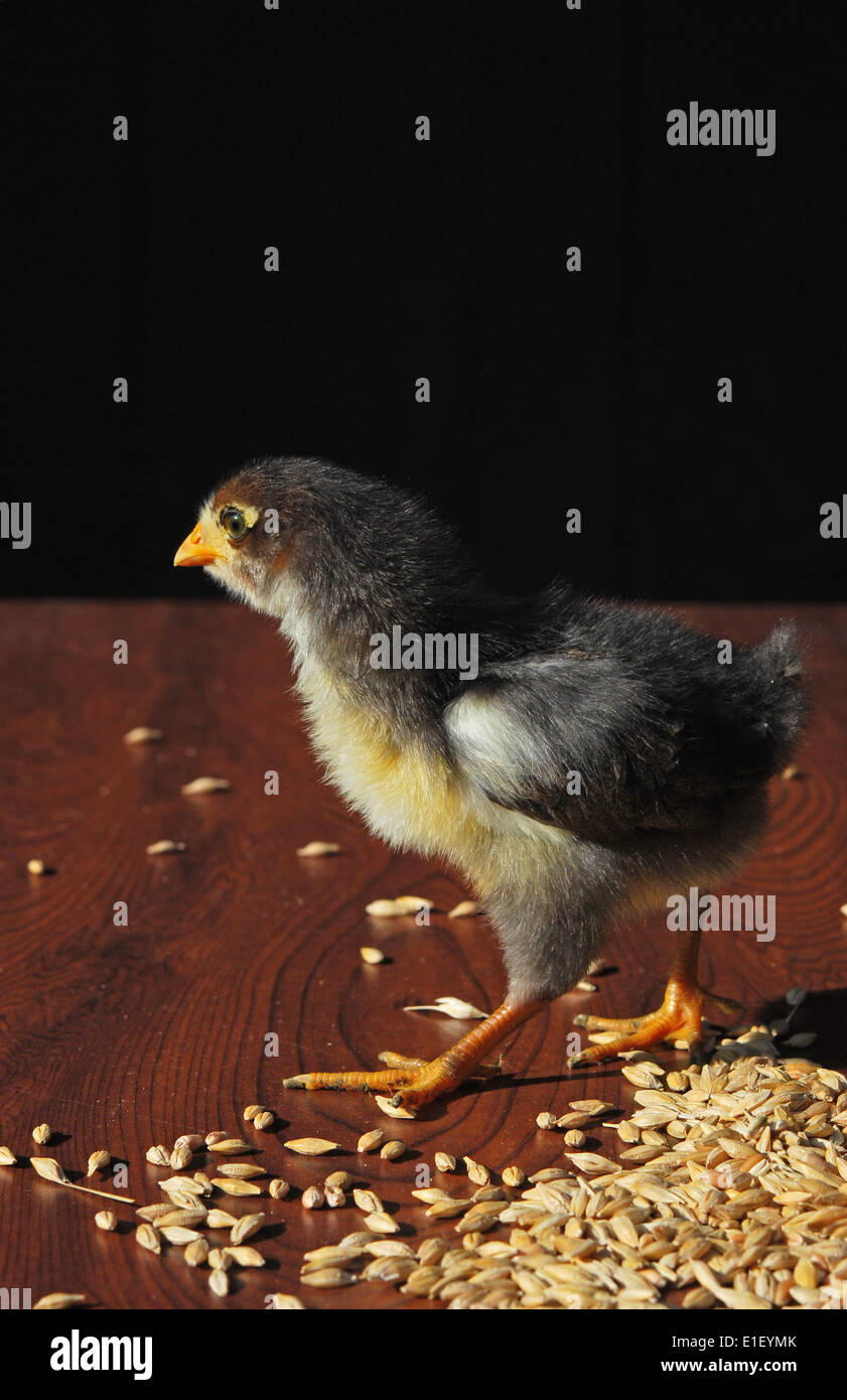 The little baby chicken on the farm Stock Photo - Alamy