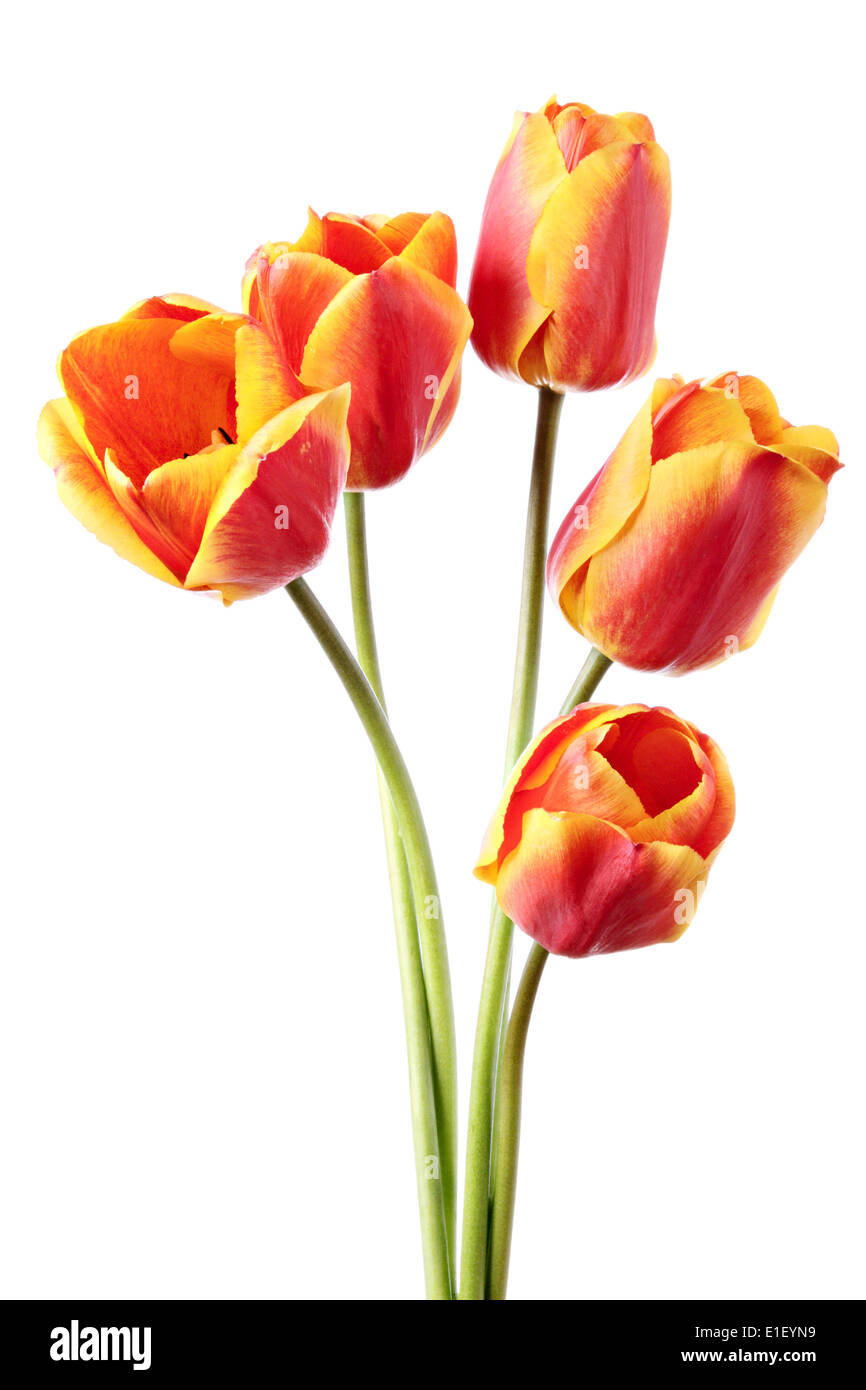 Red and yellow flowers hi-res stock photography and images - Alamy