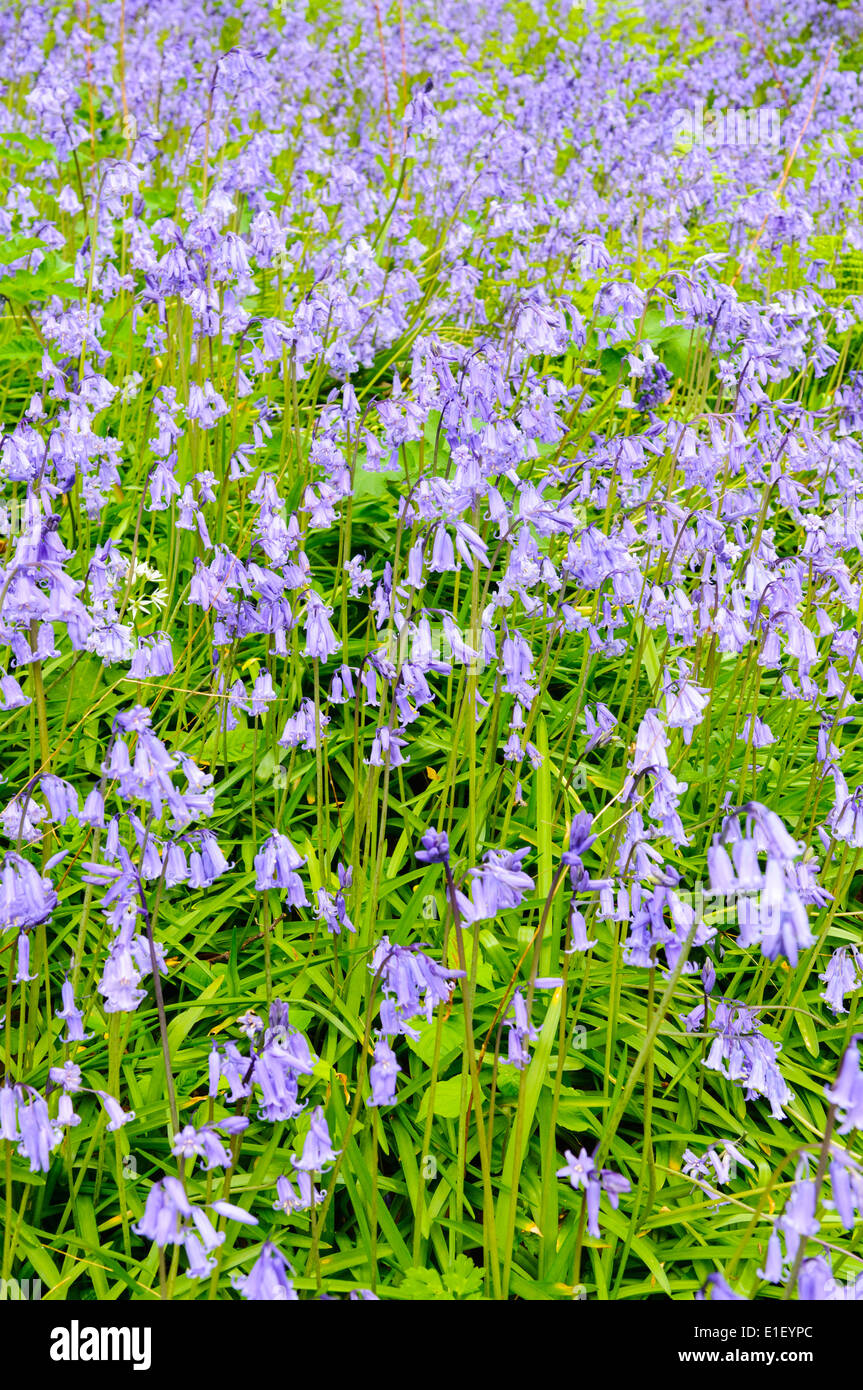 Field of blue bells hi-res stock photography and images - Alamy