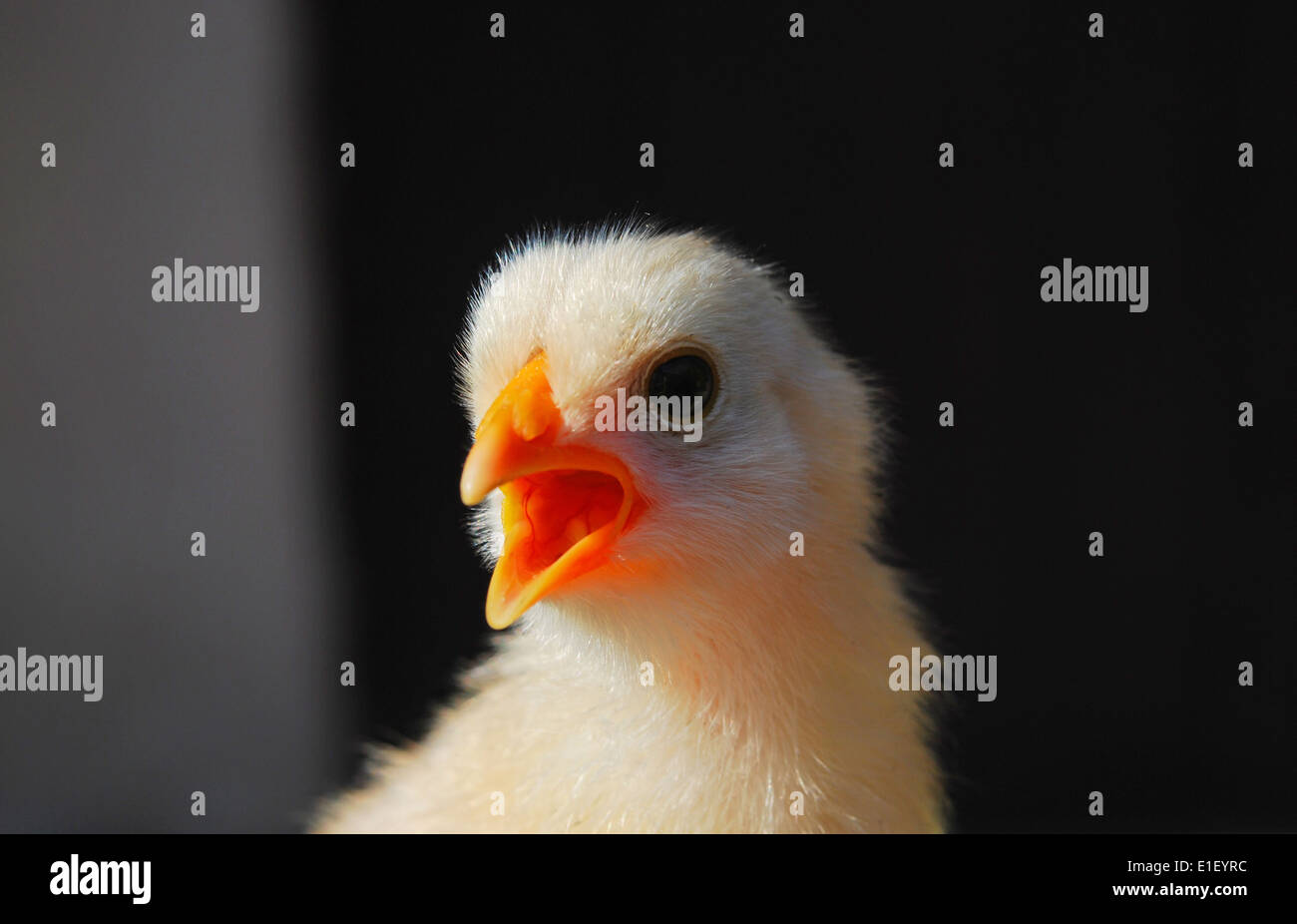 The little baby chicken on the farm Stock Photo - Alamy