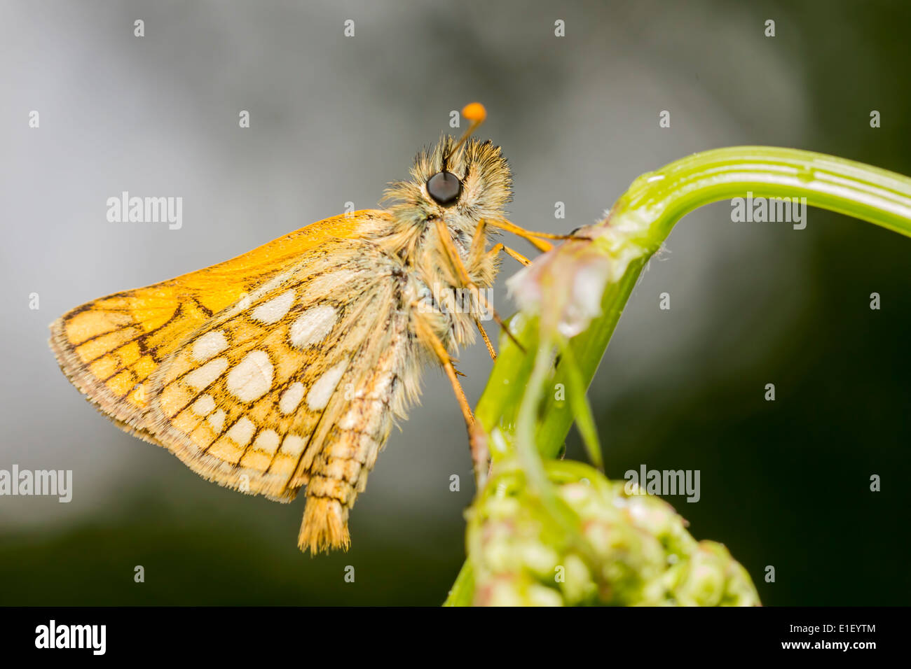 Specification examine hi-res stock photography and images - Alamy