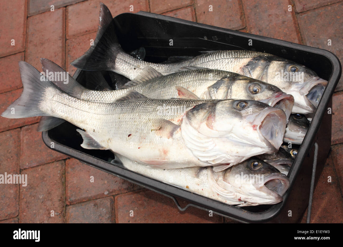 Sea bass fishing hi-res stock photography and images - Alamy