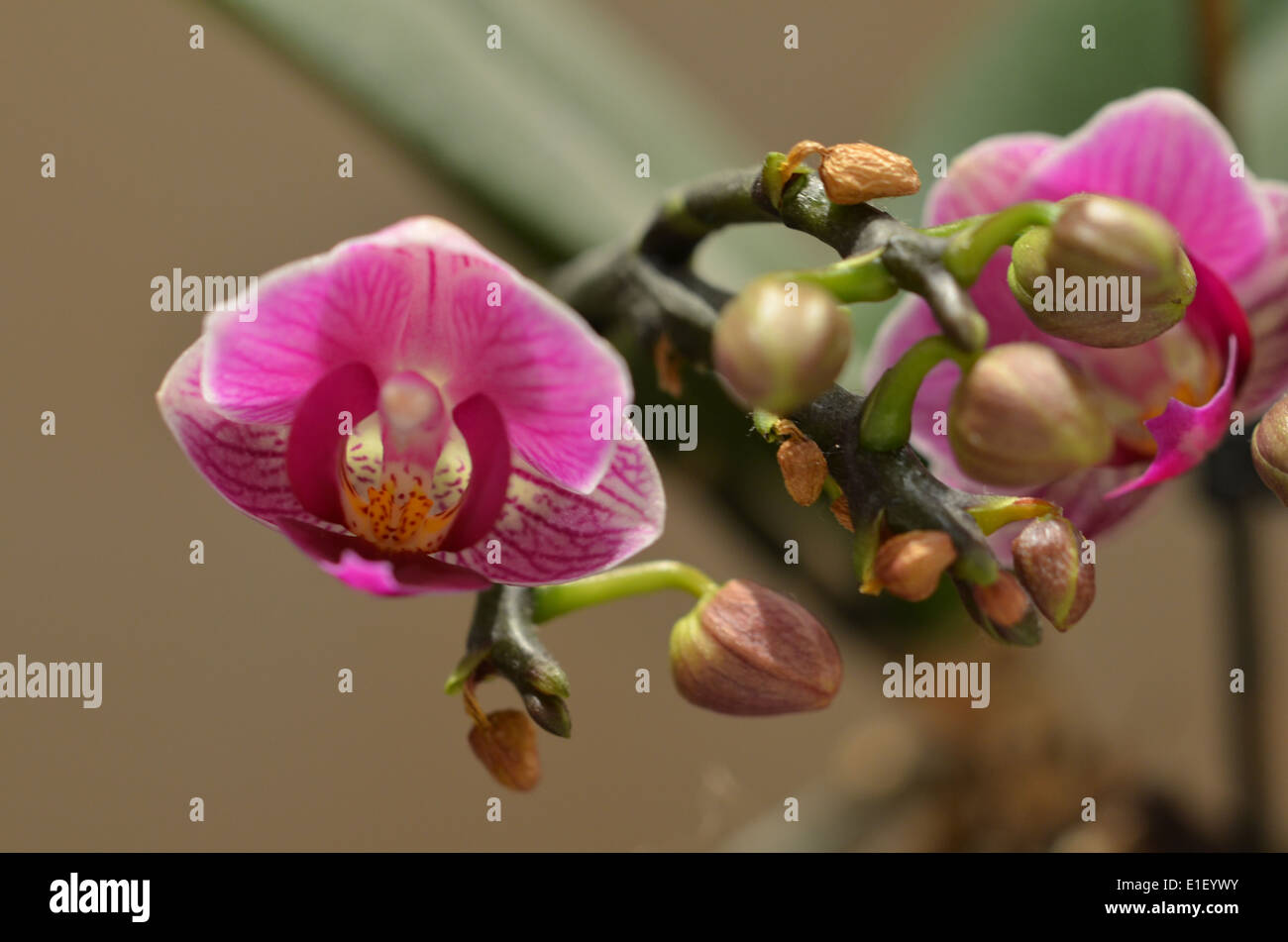 Purple mini orchid Stock Photo - Alamy