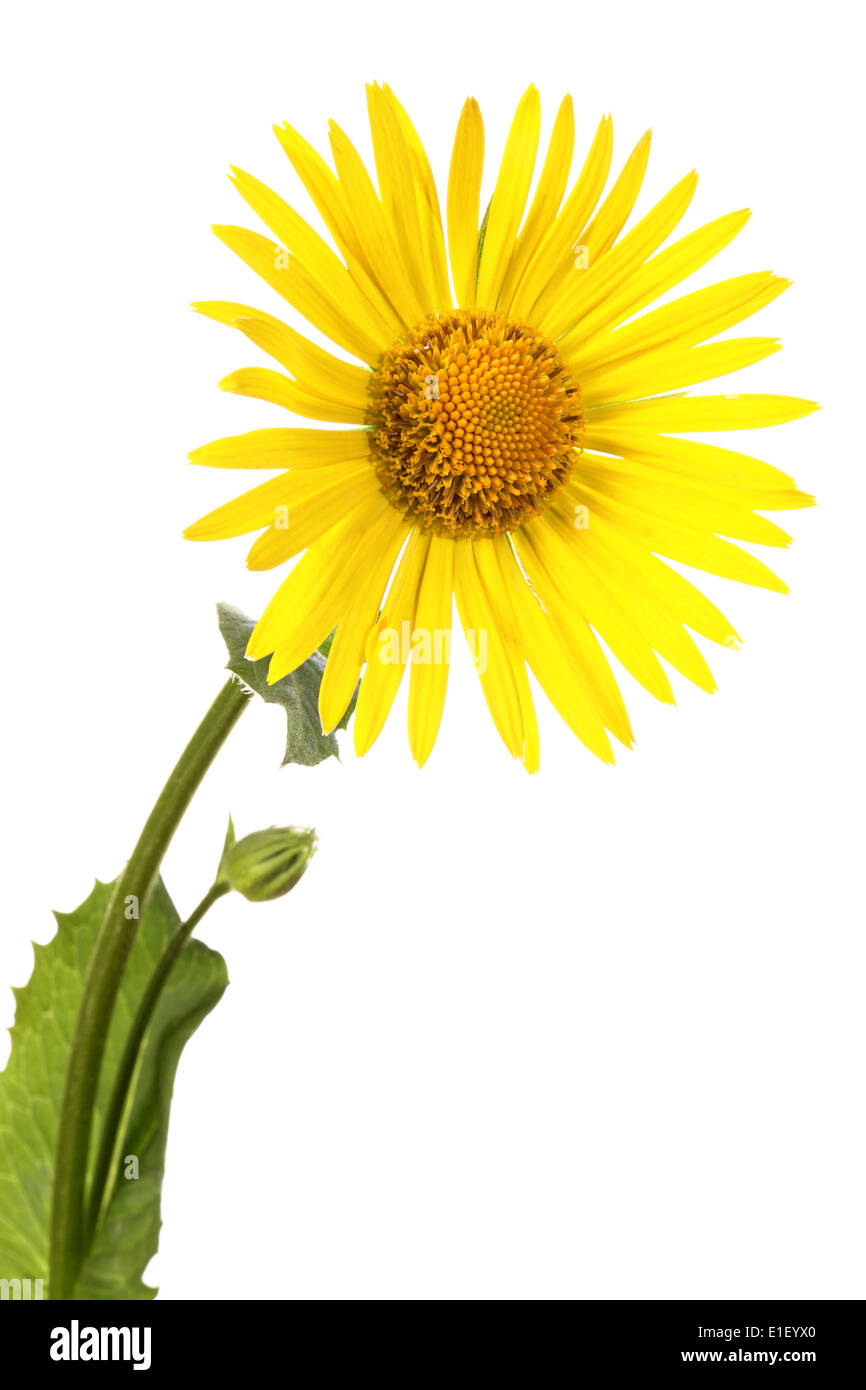 Gorgeous yellow flower hi-res stock photography and images - Alamy