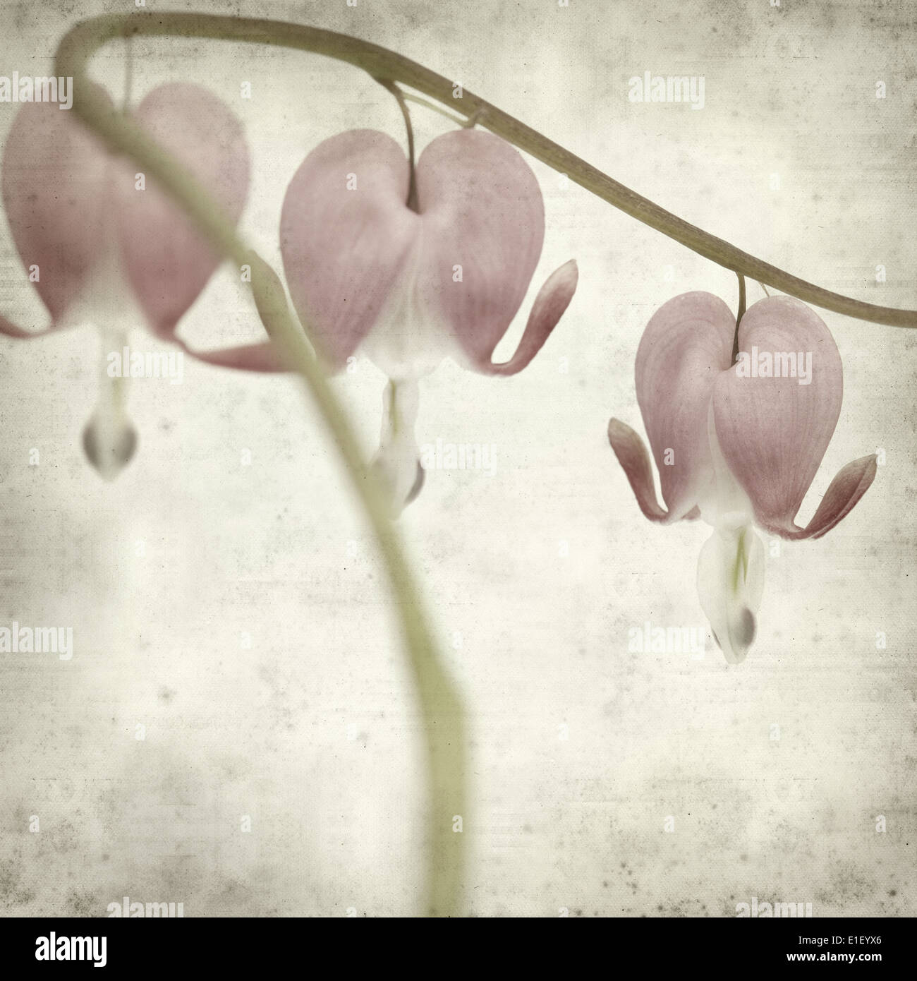 textured old paper background with bleeding heart flowers Stock Photo ...