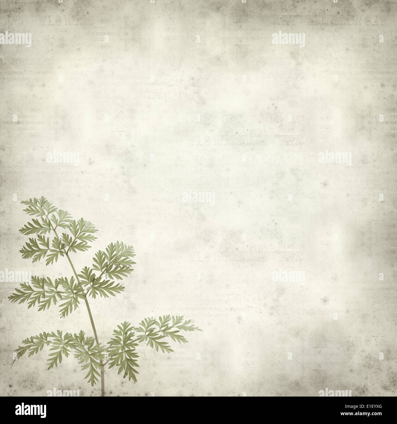 textured old paper background with wild parsley Stock Photo - Alamy