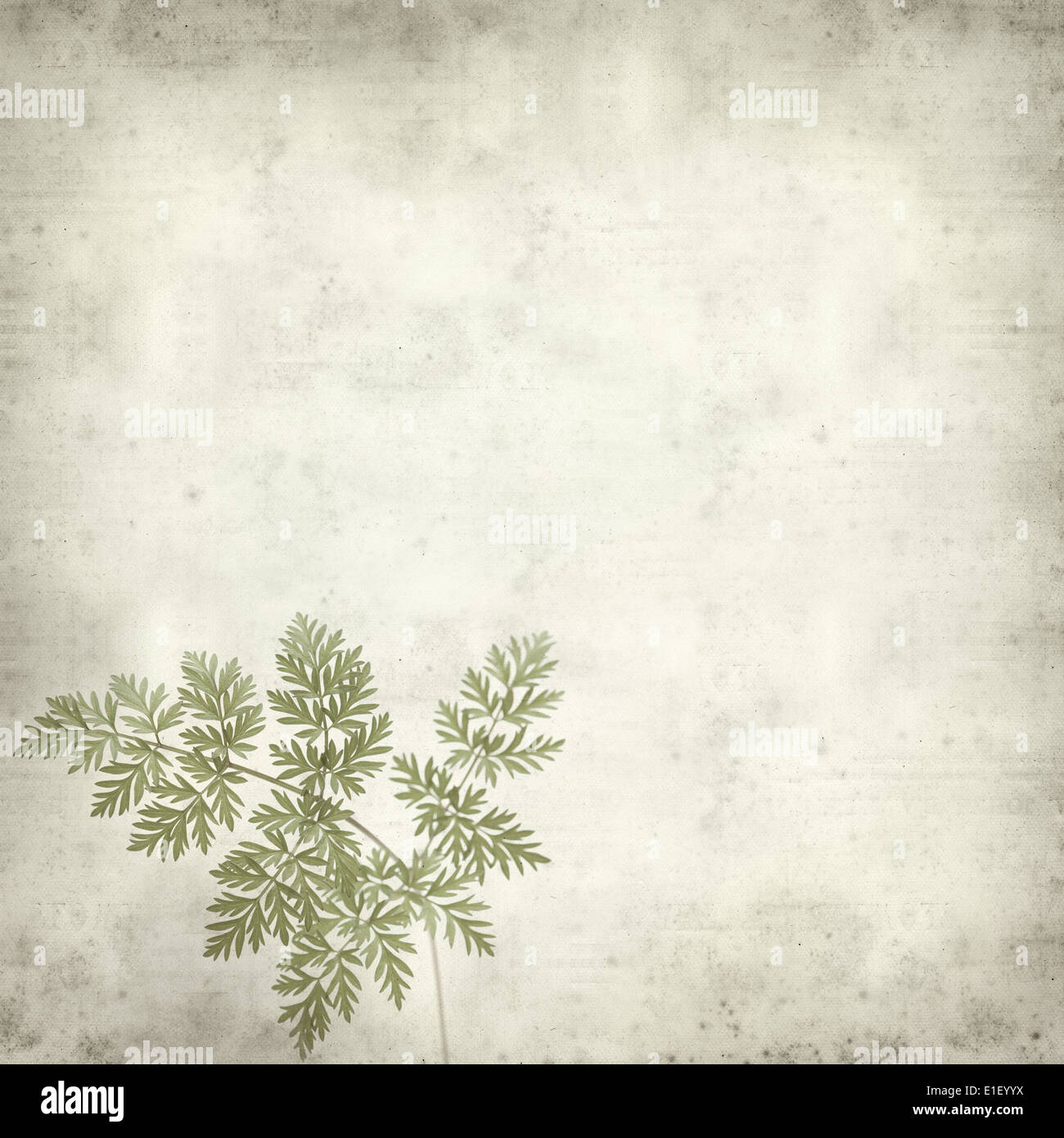textured old paper background with wild parsley Stock Photo - Alamy