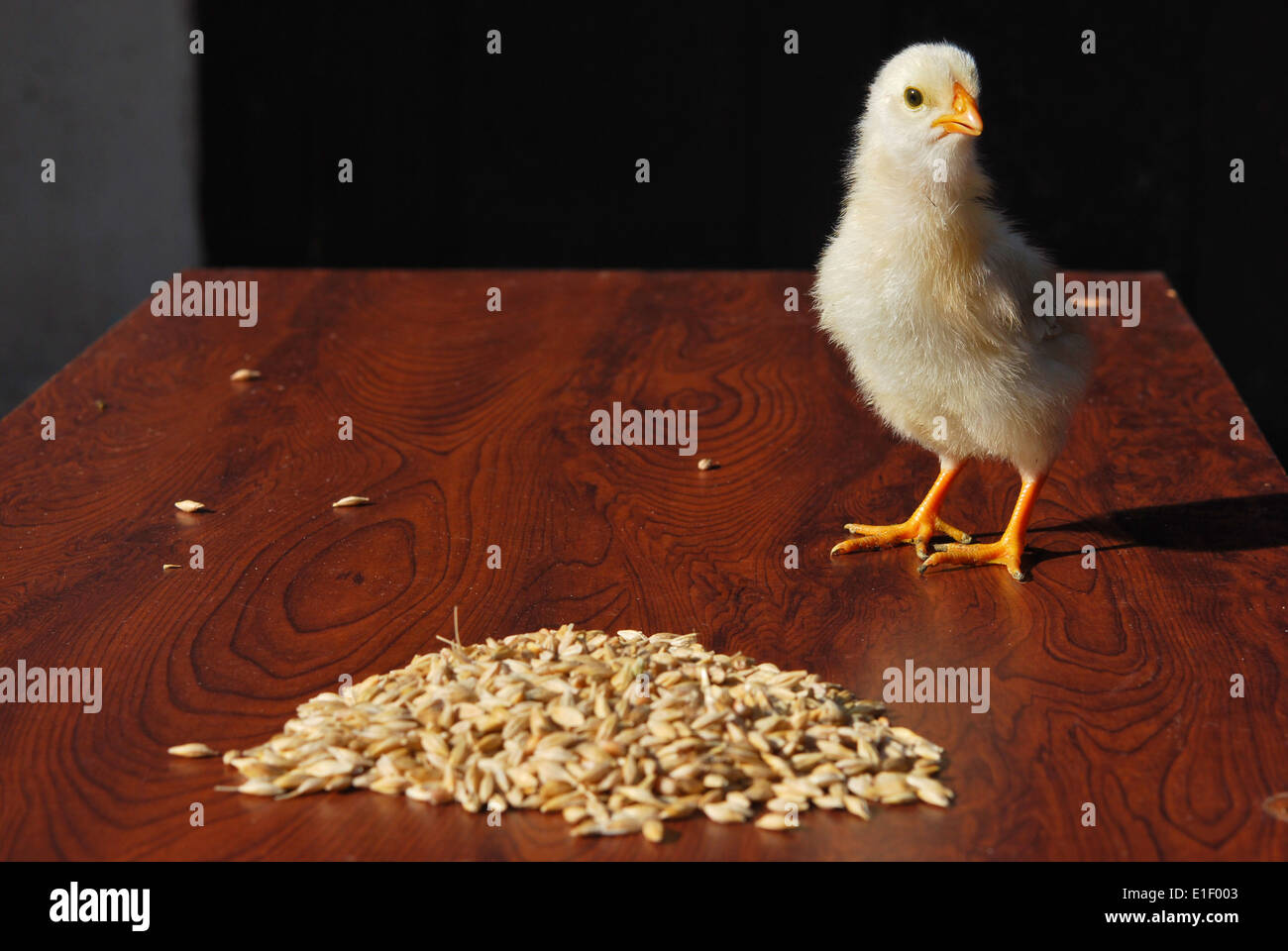 The little baby chicken on the farm Stock Photo - Alamy