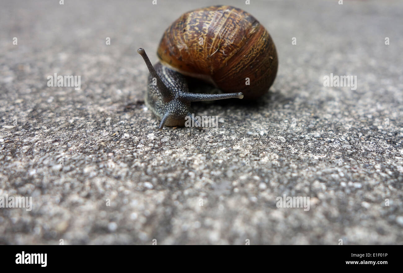 Common garden snail hi-res stock photography and images - Alamy
