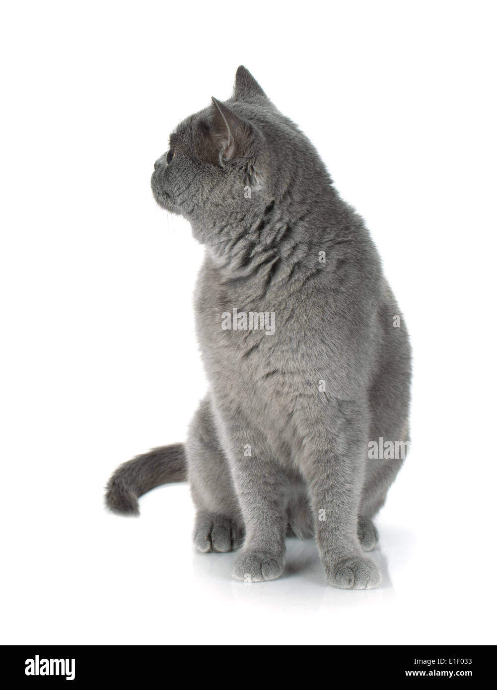 Backward animal hi-res stock photography and images - Alamy