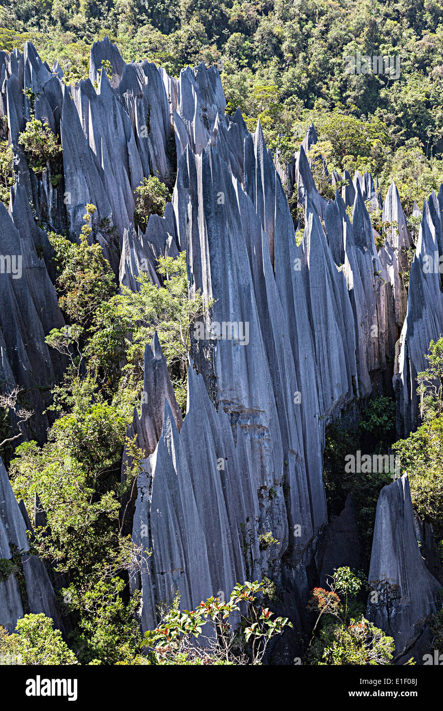 Pinnacles, karst landscape, Gunung Mulu national park, Sarawak ...