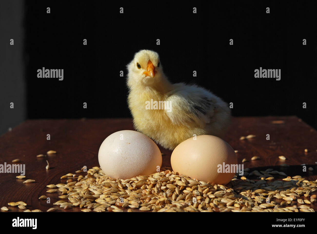 The little baby chicken on the farm Stock Photo - Alamy