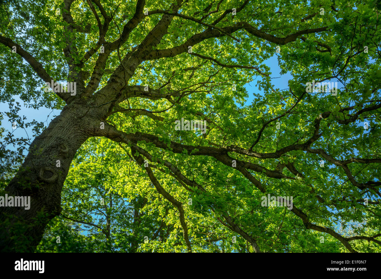 The view beneath the Canopy of a huge English Oak tree Stock Photo - Alamy