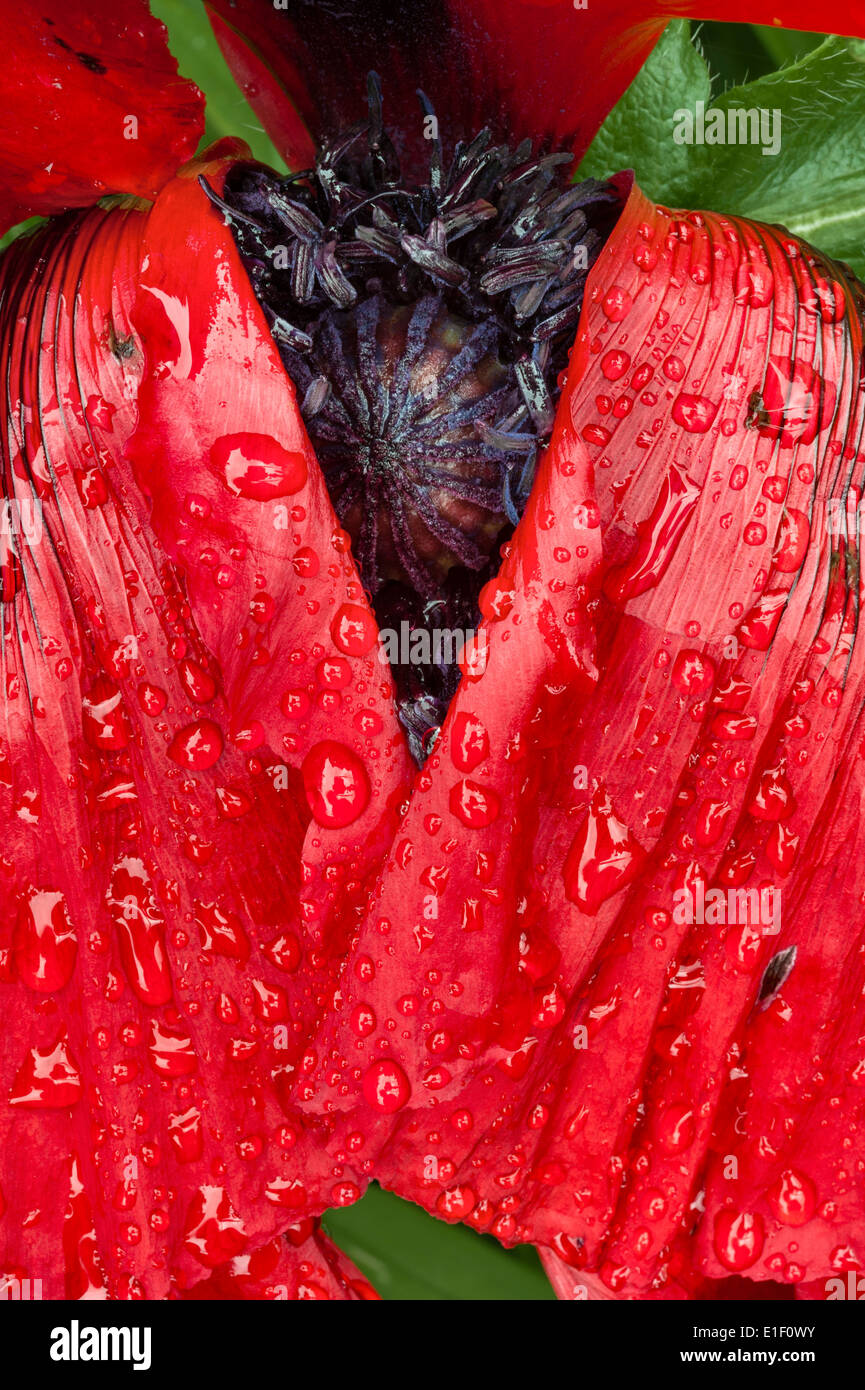 Poppy petals hi-res stock photography and images - Alamy