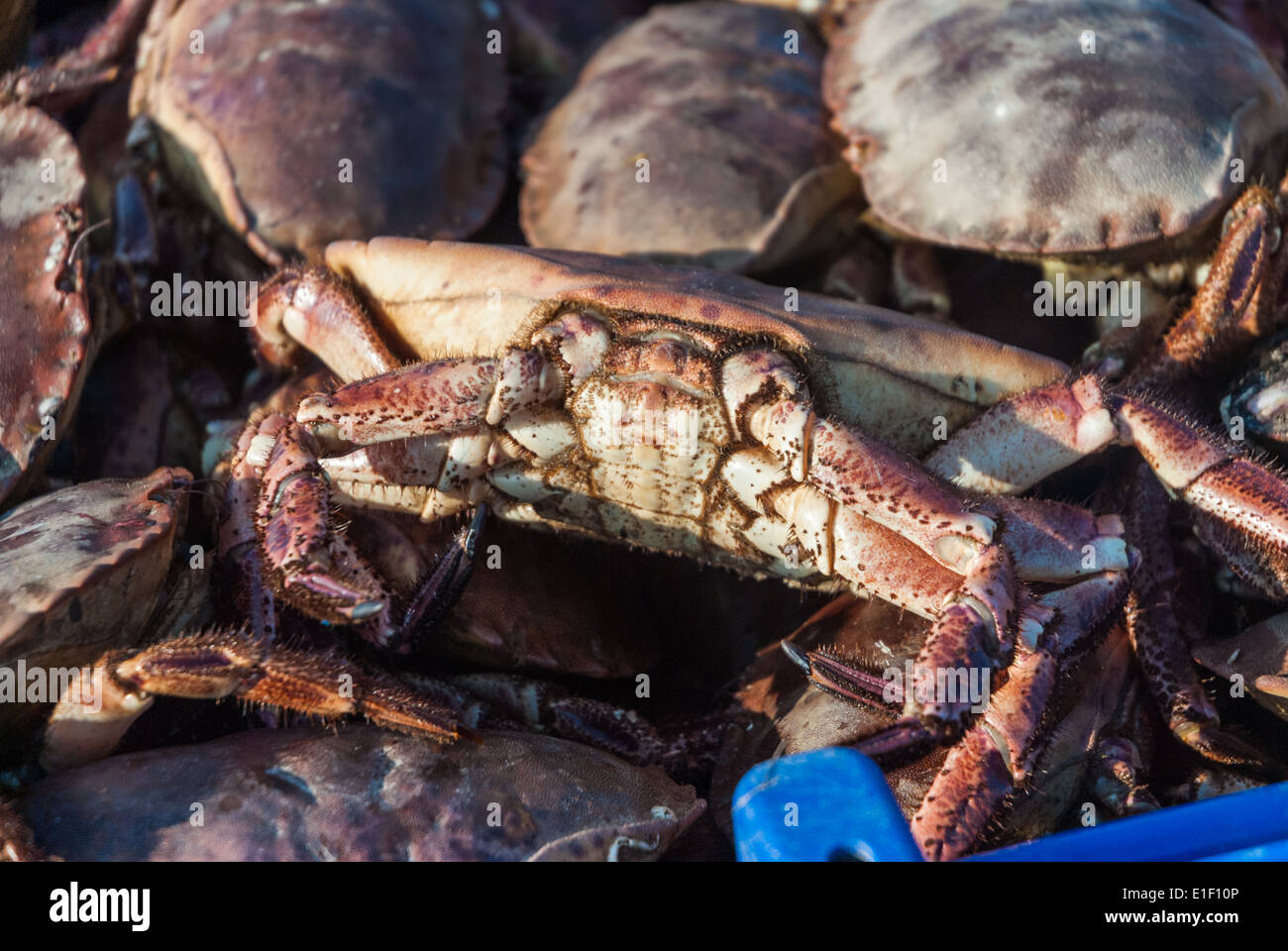Fresh seafood catch hi-res stock photography and images - Alamy