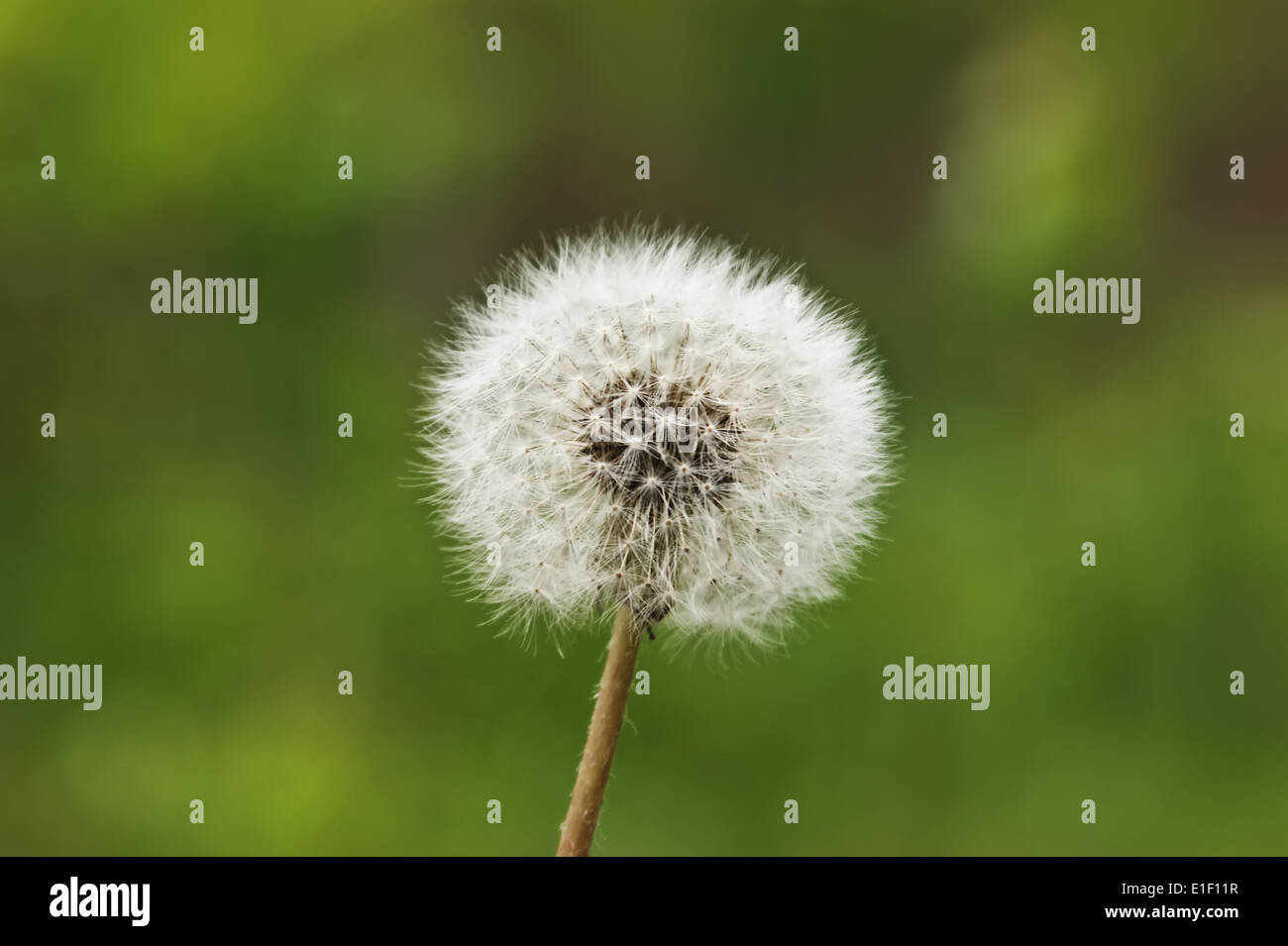 Close up dandelion seed pod hi-res stock photography and images - Alamy