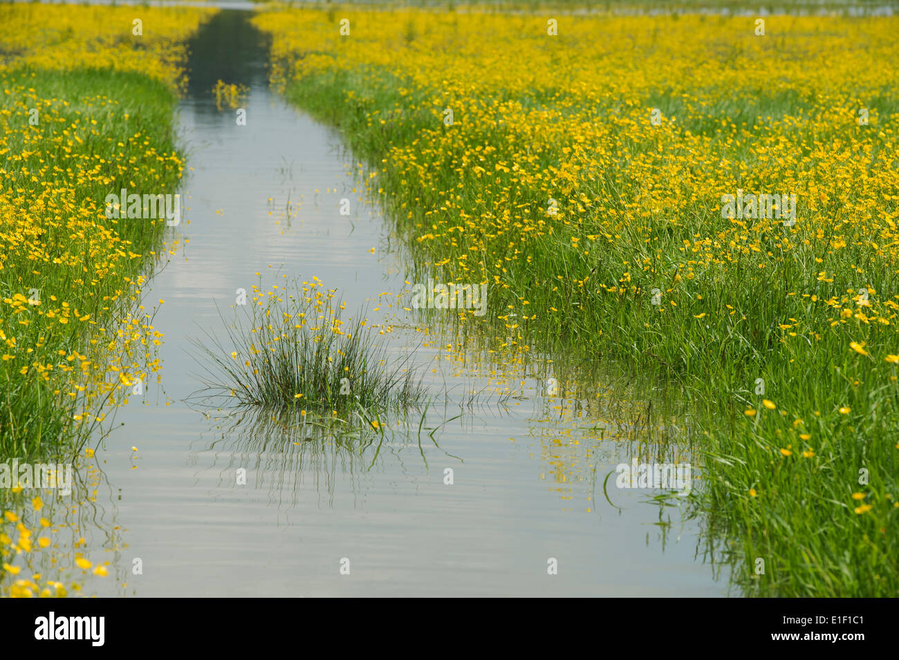 Submerges plant hi-res stock photography and images - Alamy