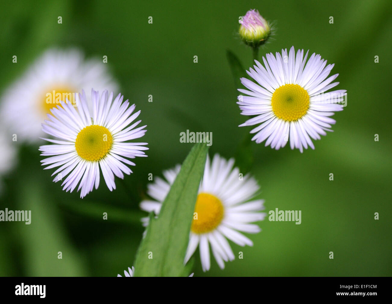 Conyza canadensis formerly erigeron canadensis hi-res stock photography ...