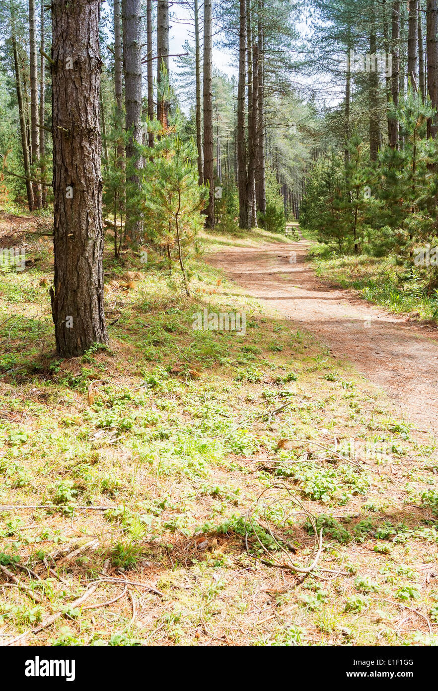 Grassy path park hi-res stock photography and images - Alamy