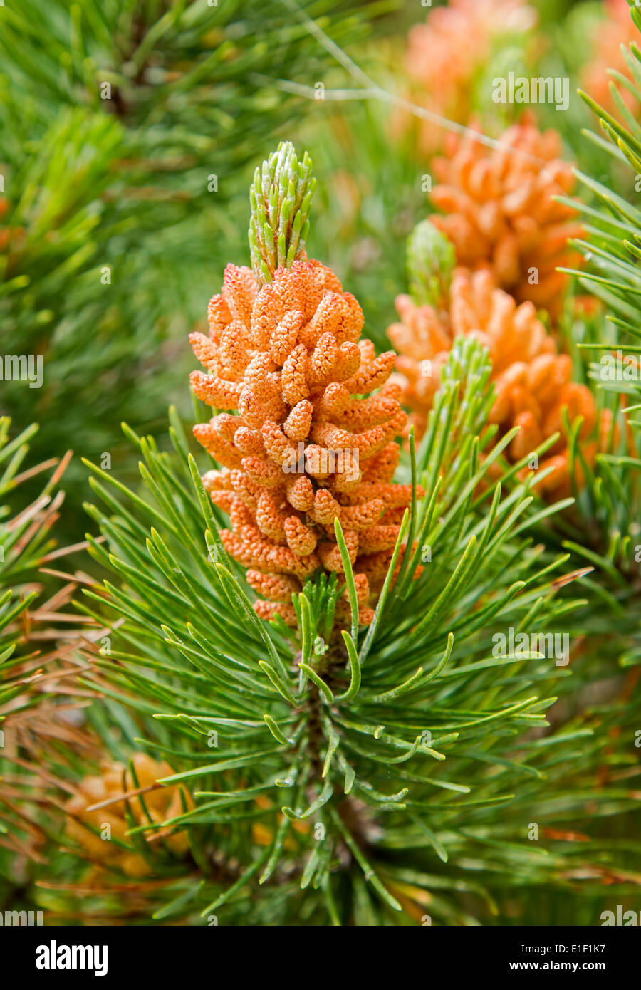 Close up flowering pine tree Stock Photo - Alamy