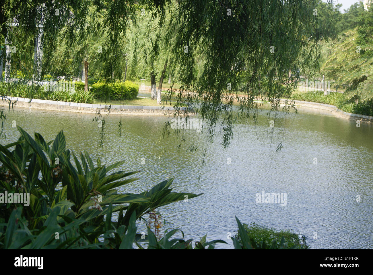 Lakeside landscape, willow and lake water Stock Photo - Alamy