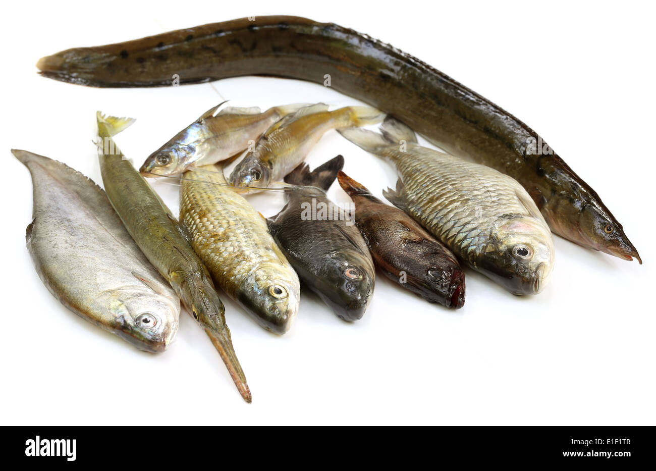 Tangra fish hi-res stock photography and images - Alamy