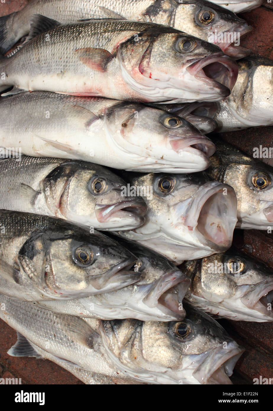 Sea bass fishing hi-res stock photography and images - Alamy