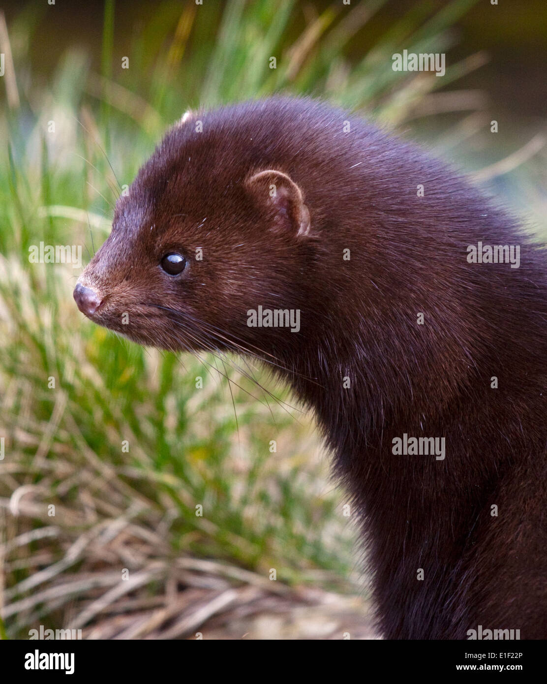 Minks hi-res stock photography and images - Alamy