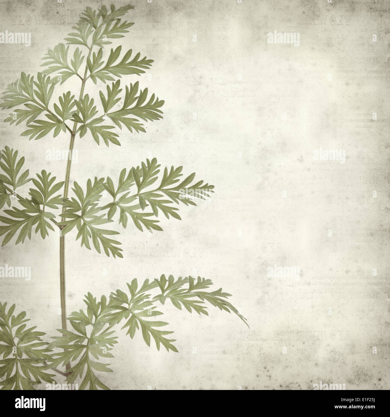 textured old paper background with wild parsley Stock Photo - Alamy