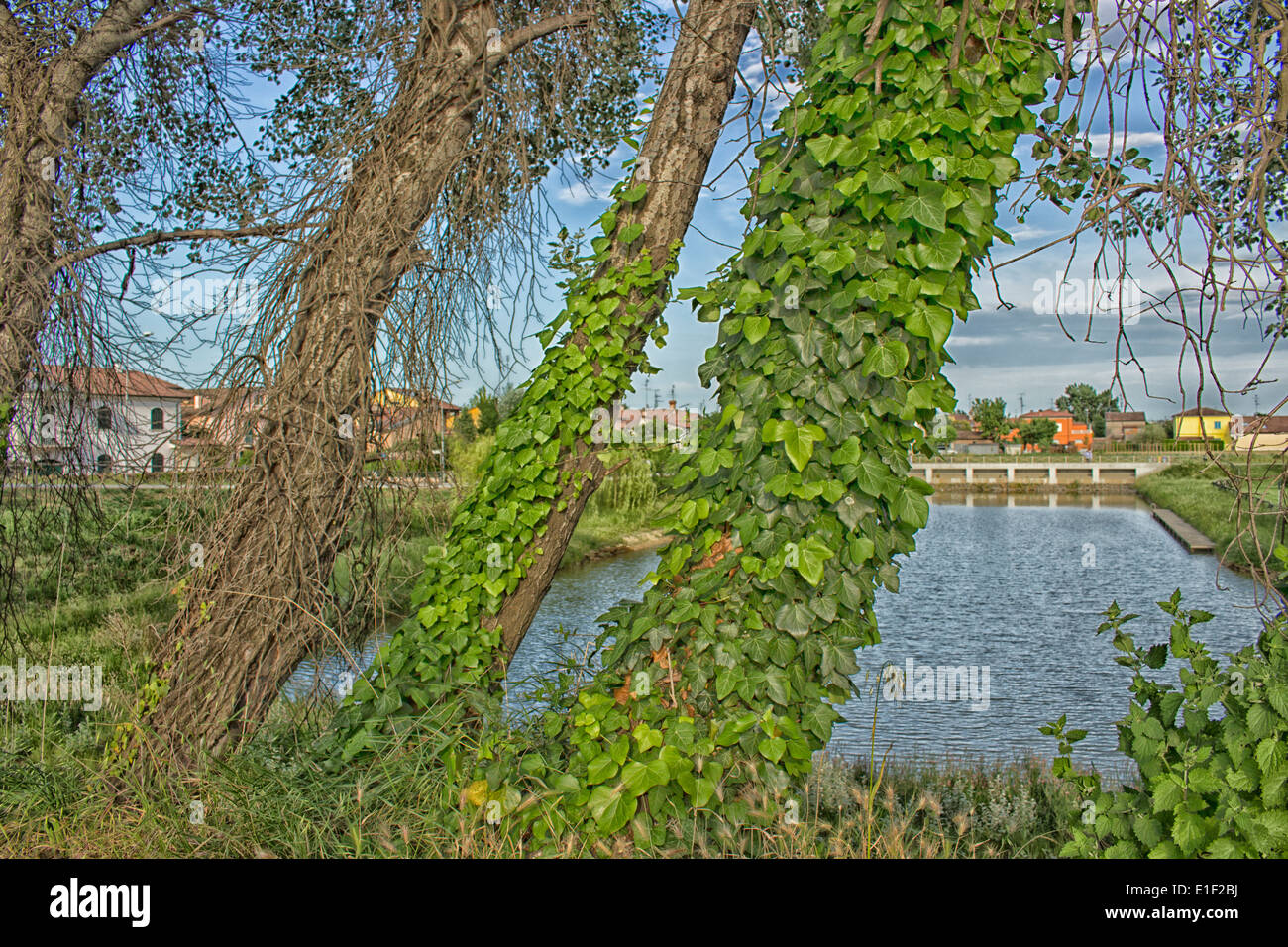 Ivy on trees along water channel along a water channel in Italian ...