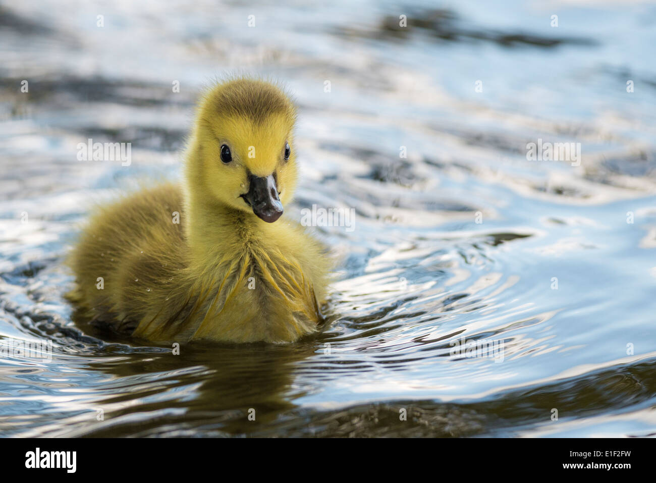 Gosling goose bird hi-res stock photography and images - Alamy