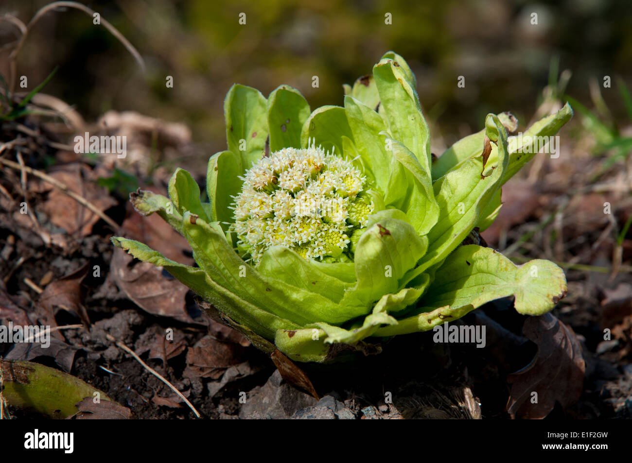 Giant Butterbur (Petasites japonicus) flowering at the roadside on Fell ...