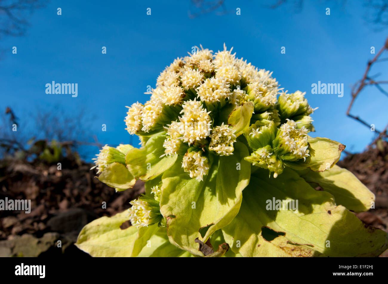 Giant Butterbur (Petasites japonicus) flowering at the roadside on Fell ...
