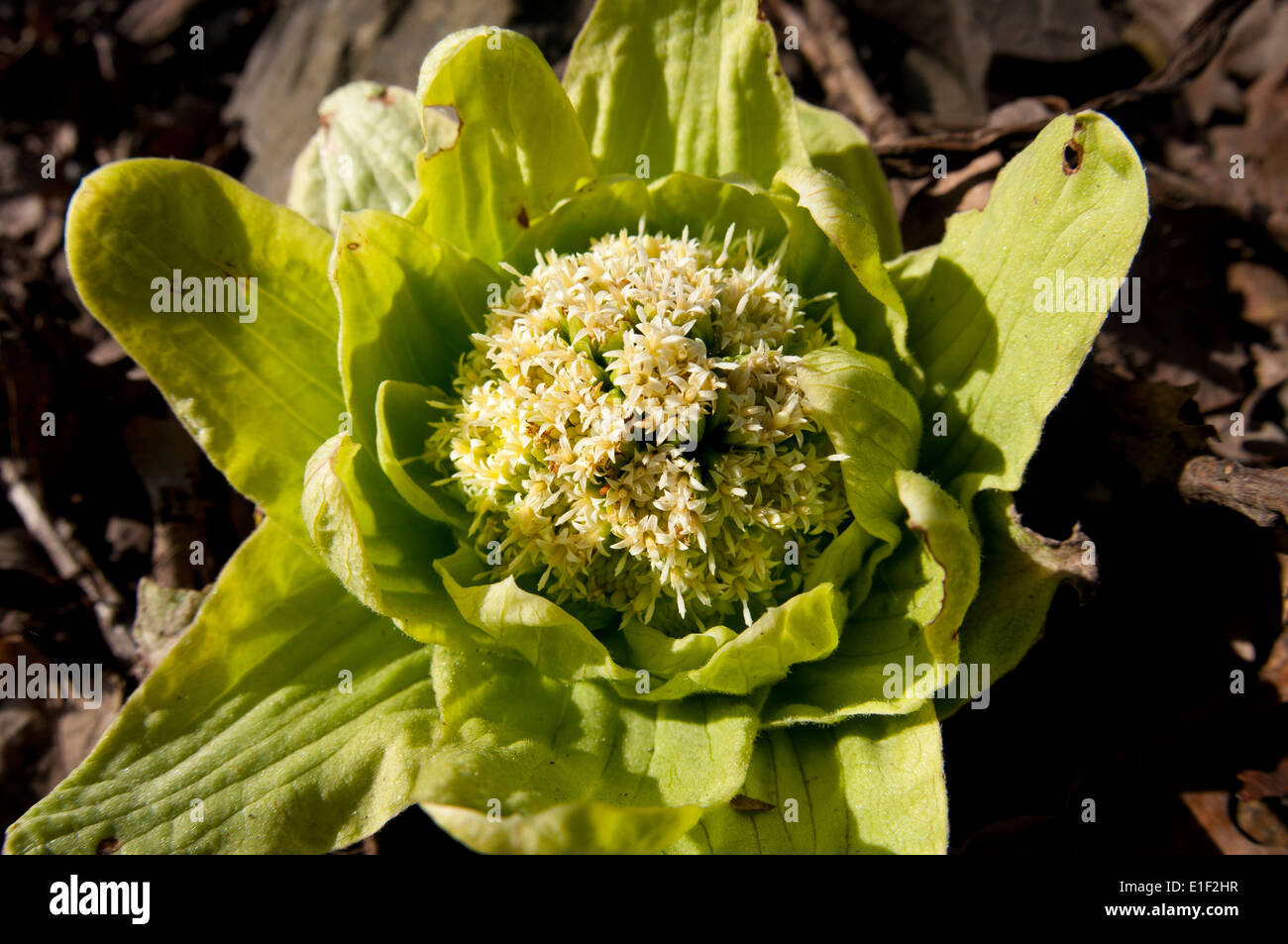 Giant Butterbur (Petasites japonicus) flowering at the roadside on Fell ...